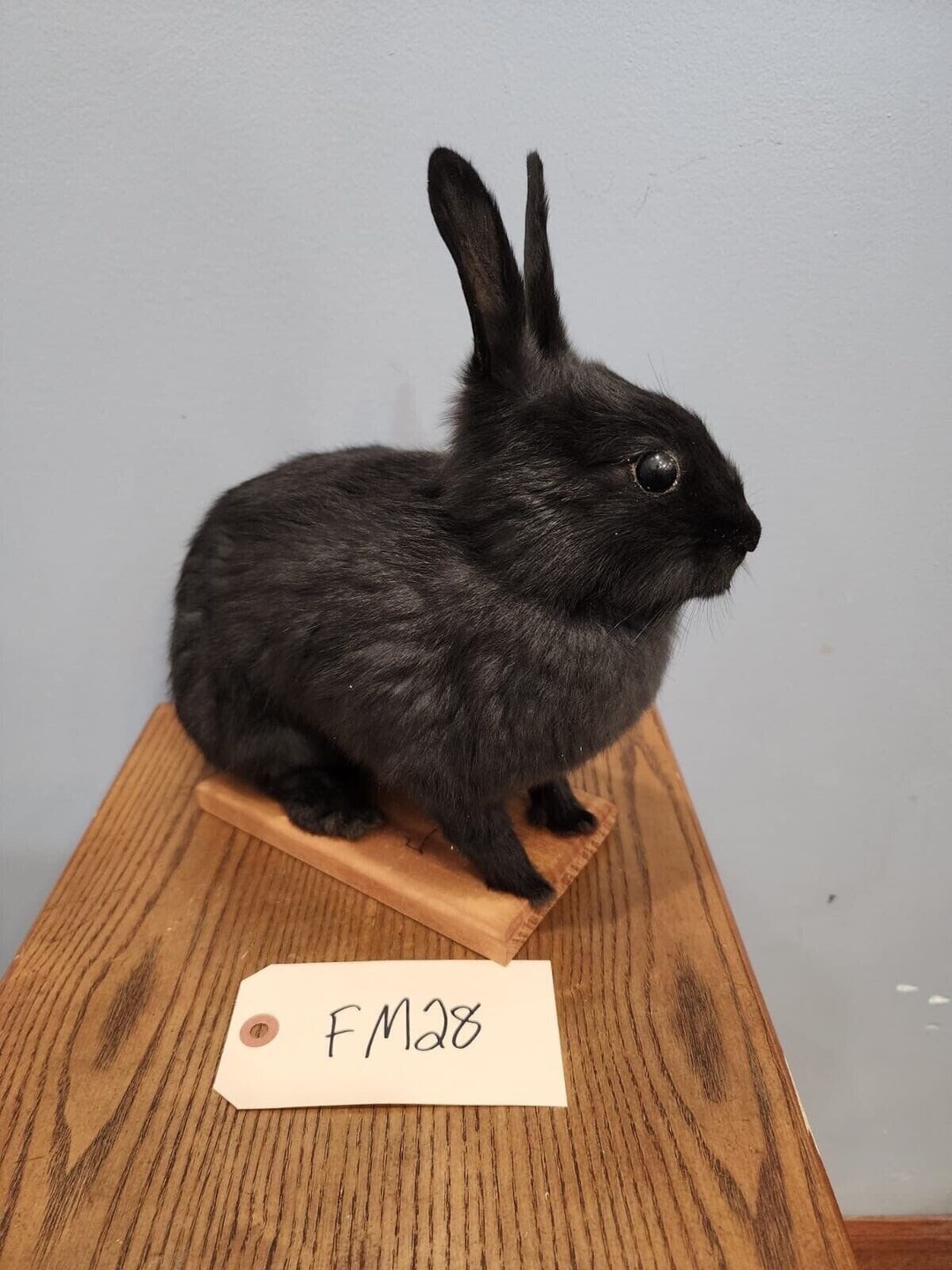 Taxidermy, CUTE, SOFT, Bunny Rabbit, Easter Bunny Log Cabin Lodge - Etsy