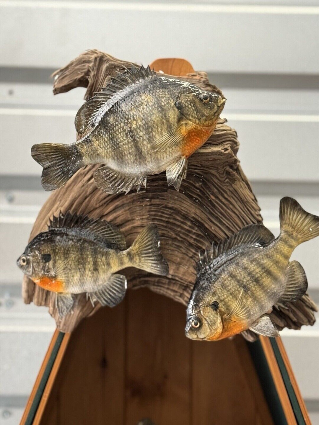 Real Skin Beautiful Sunfish Fish Taxidermy Wall Mount - Etsy
