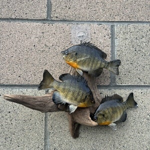 Real Skin Beautiful Sunfish Fish Taxidermy Wall Mount - Etsy