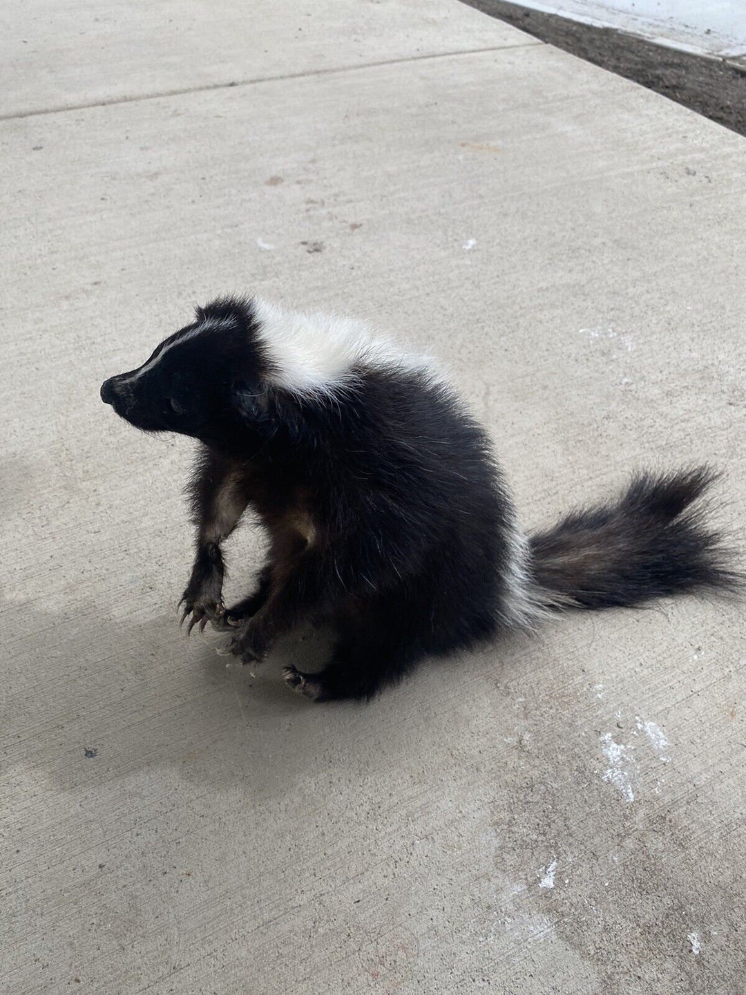 New Fluffly SKUNK Taxidermy Mount - Etsy