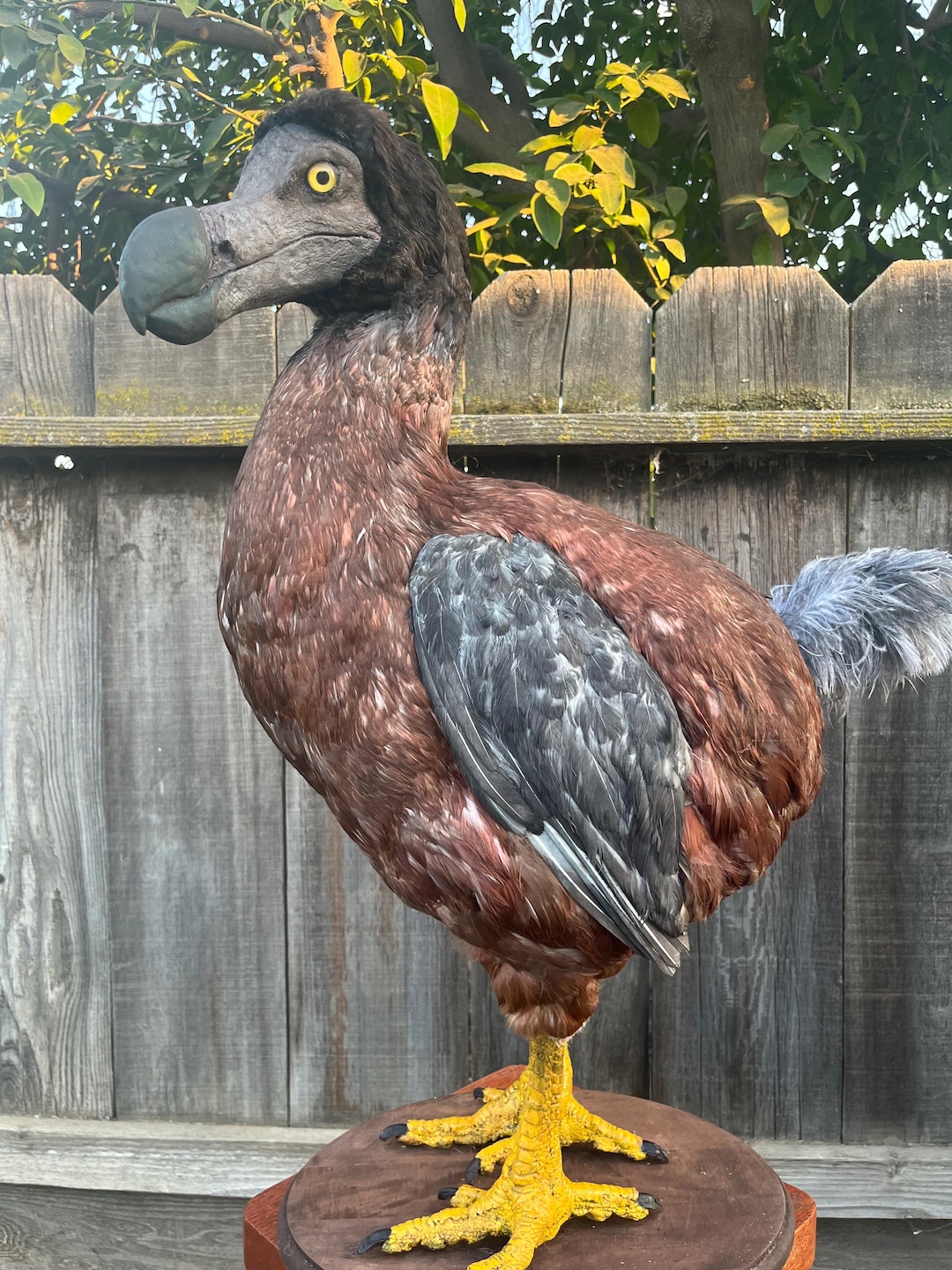 Reproduction Dodo Taxidermy Full Body Mount - Etsy