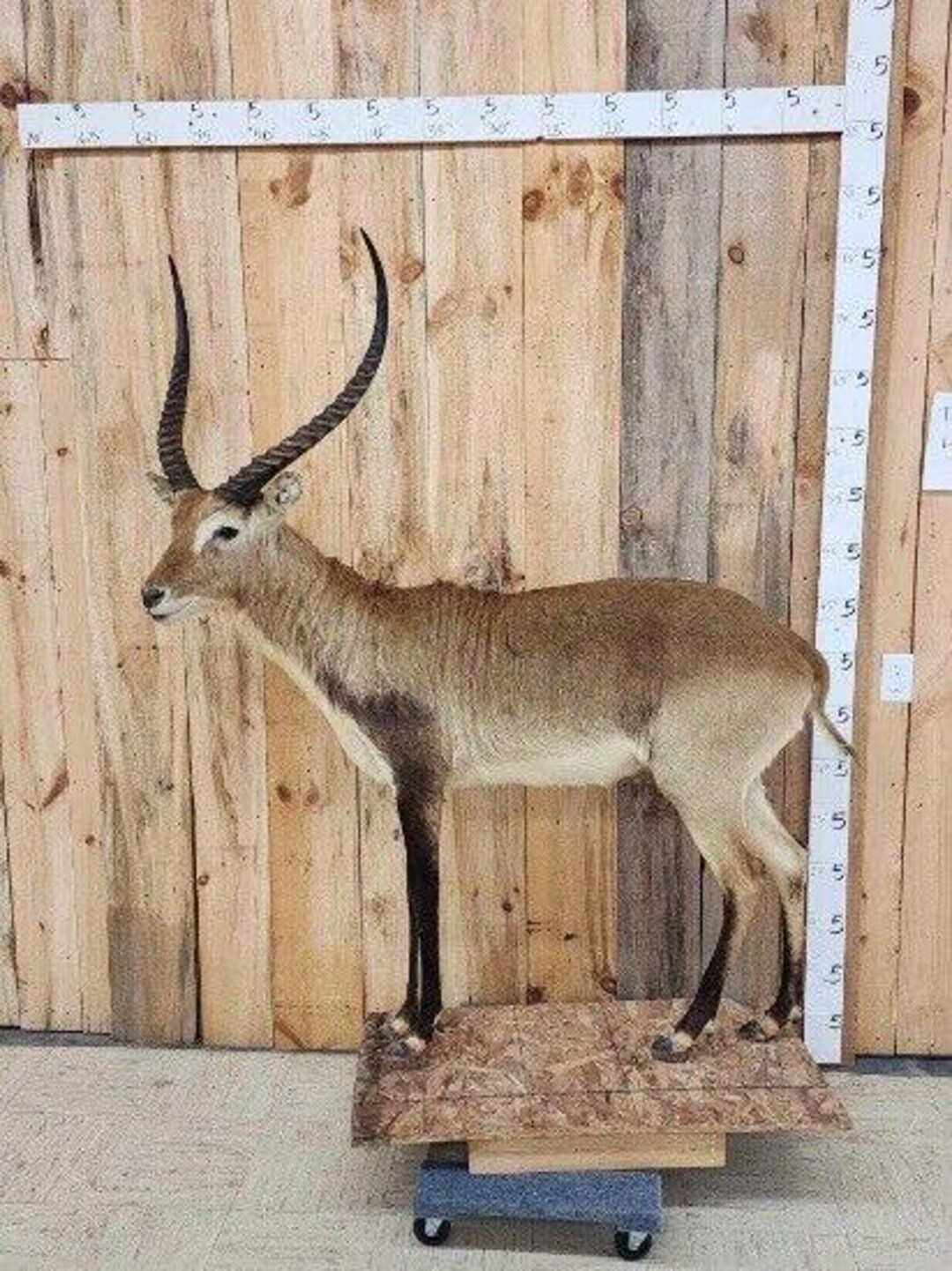 African Lechwe Full Body Taxidermy Mount FH37 - Etsy