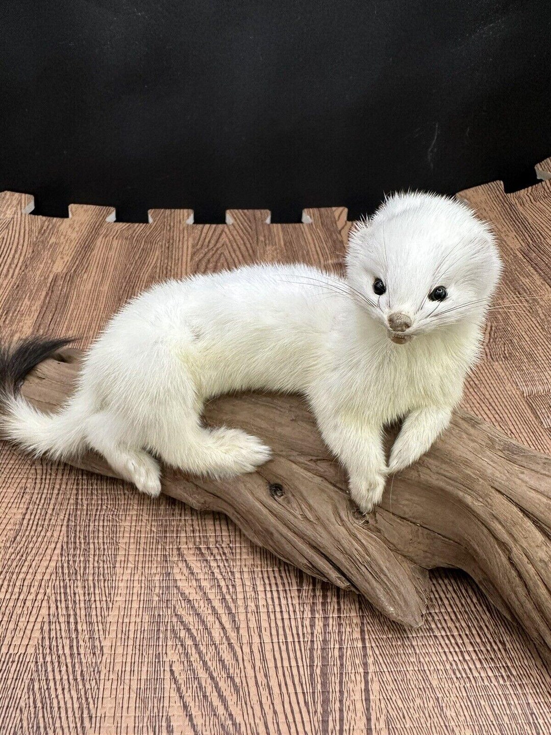 Beautiful Adorable Weasel Ermine Small Animal Taxidermy Mount Art ...