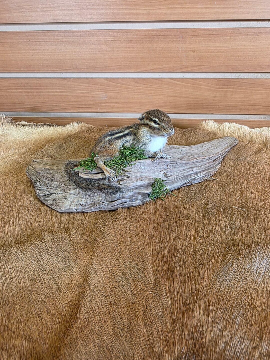 FHCK76 - Chipmunk Taxidermy Mount - Etsy
