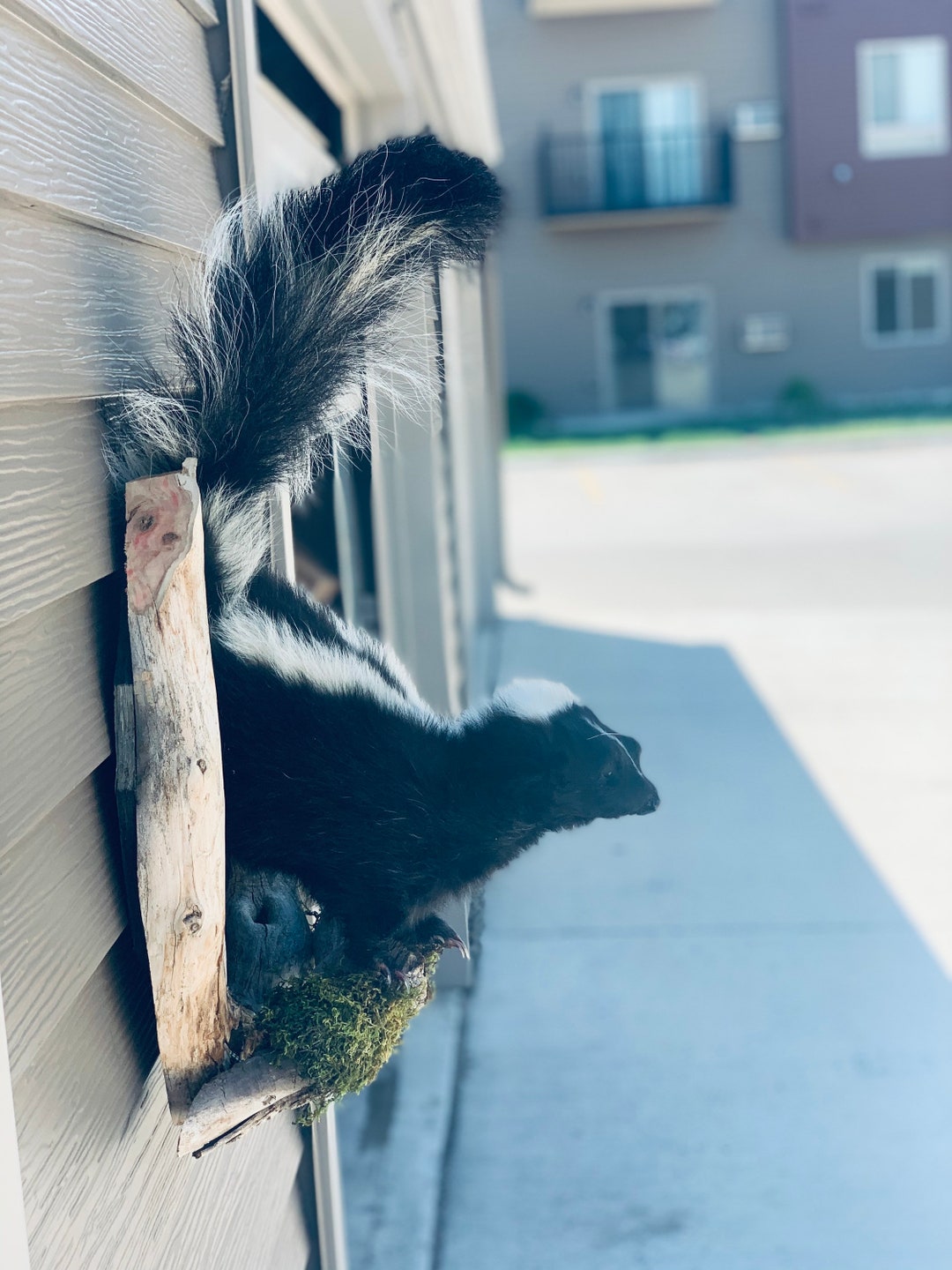Skunk Mount Taxidermy - Etsy UK