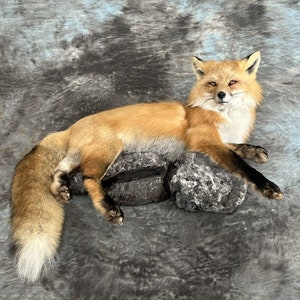 Red Fox Taxidermy Wall Mount Custom Wildlife Fur Hunting Decor Full ...