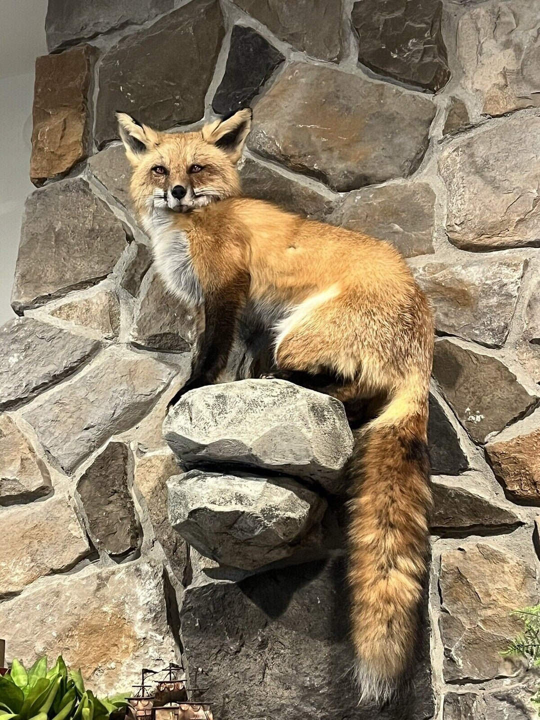Red Fox Taxidermy Full Body Mount Cabin Camp Man Cave Home Office Den ...