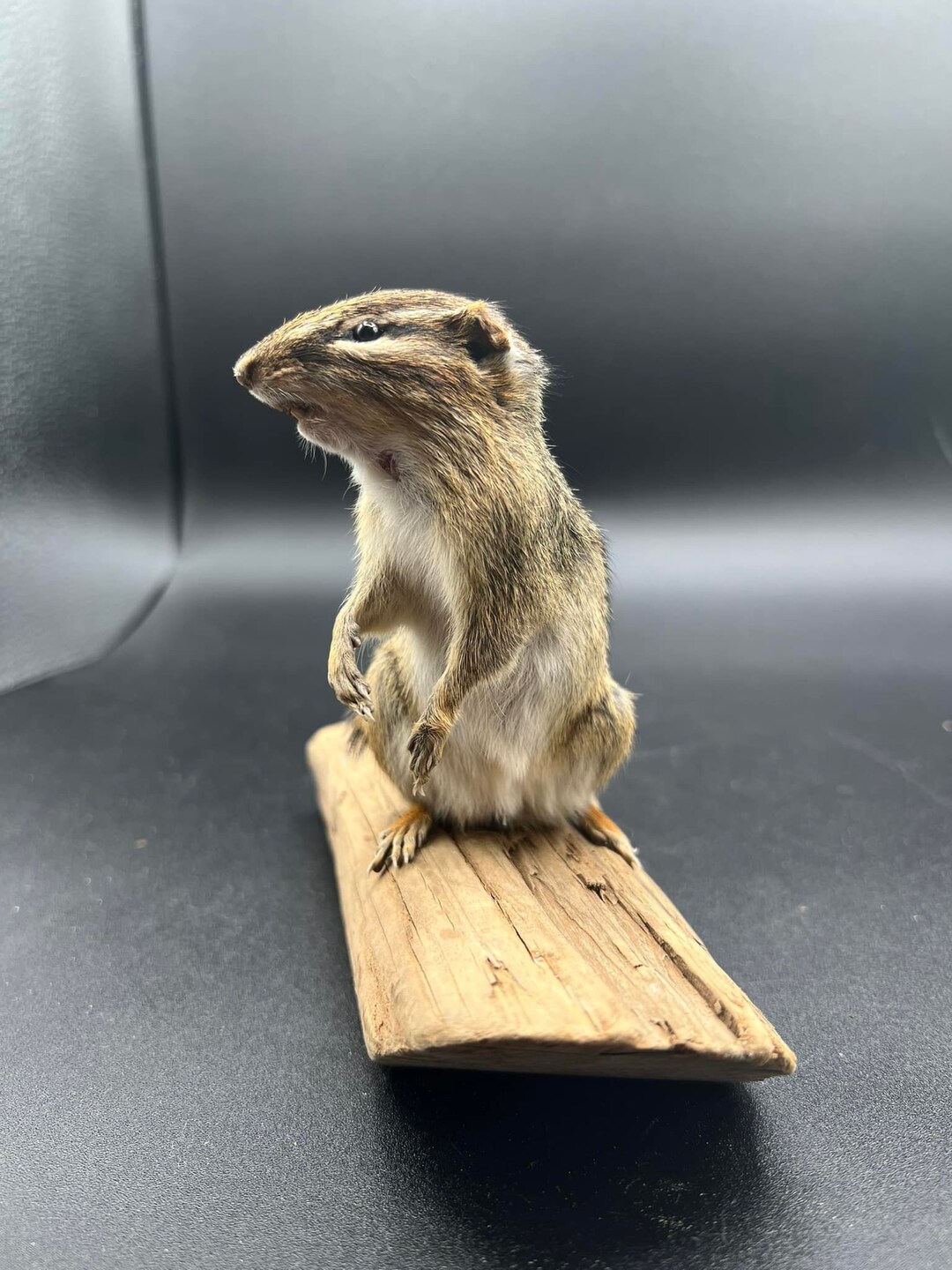 Chipmunk Taxidermy Mount - Etsy