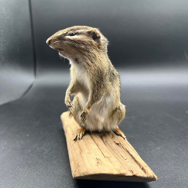 Taxidermy Chipmunk - Etsy