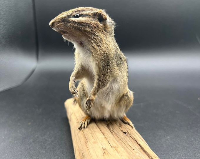 Chipmunk Taxidermy Mount - Etsy