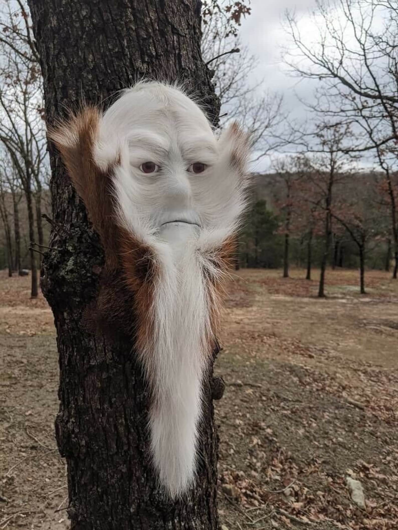 Ass-squatch / Deer Butt Taxidermy Mount. - Etsy