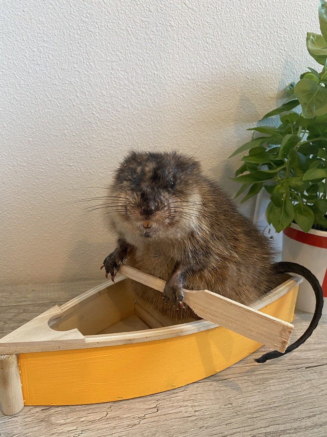 Muskrat in Canoe Taxidermy Mount for Sale - Etsy