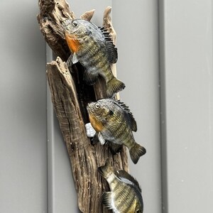 Real Skin Beautiful Sunfish Fish Taxidermy Wall Mount - Etsy