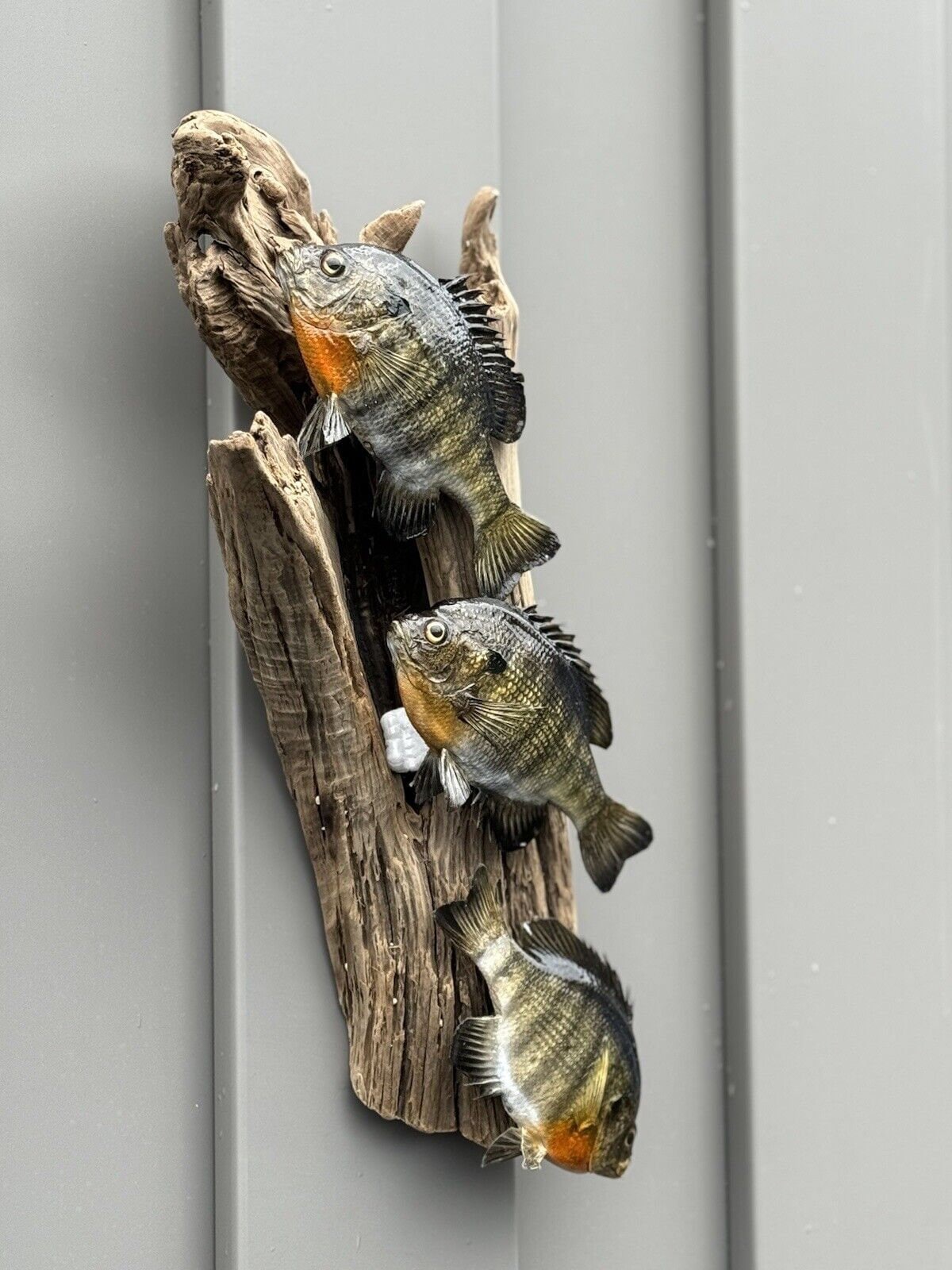 Real Skin Beautiful Sunfish Fish Taxidermy Wall Mount - Etsy