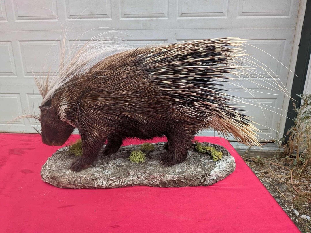FHPAT747 - Premium African Crested Porcupine Taxidermy Mount - Etsy
