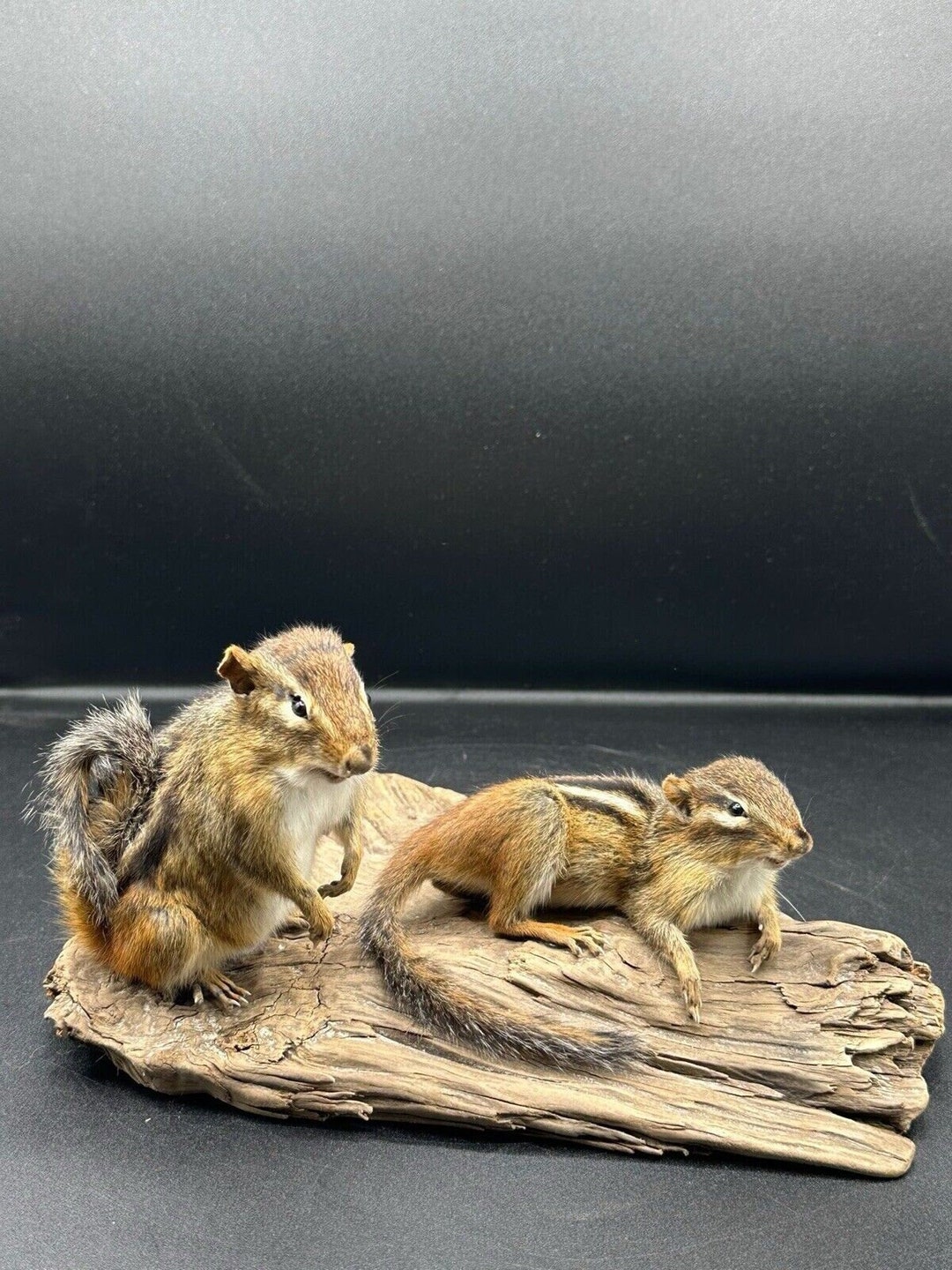 Beautiful Adorable Chipmunk Small Animal Taxidermy Mount Art Wildlife ...