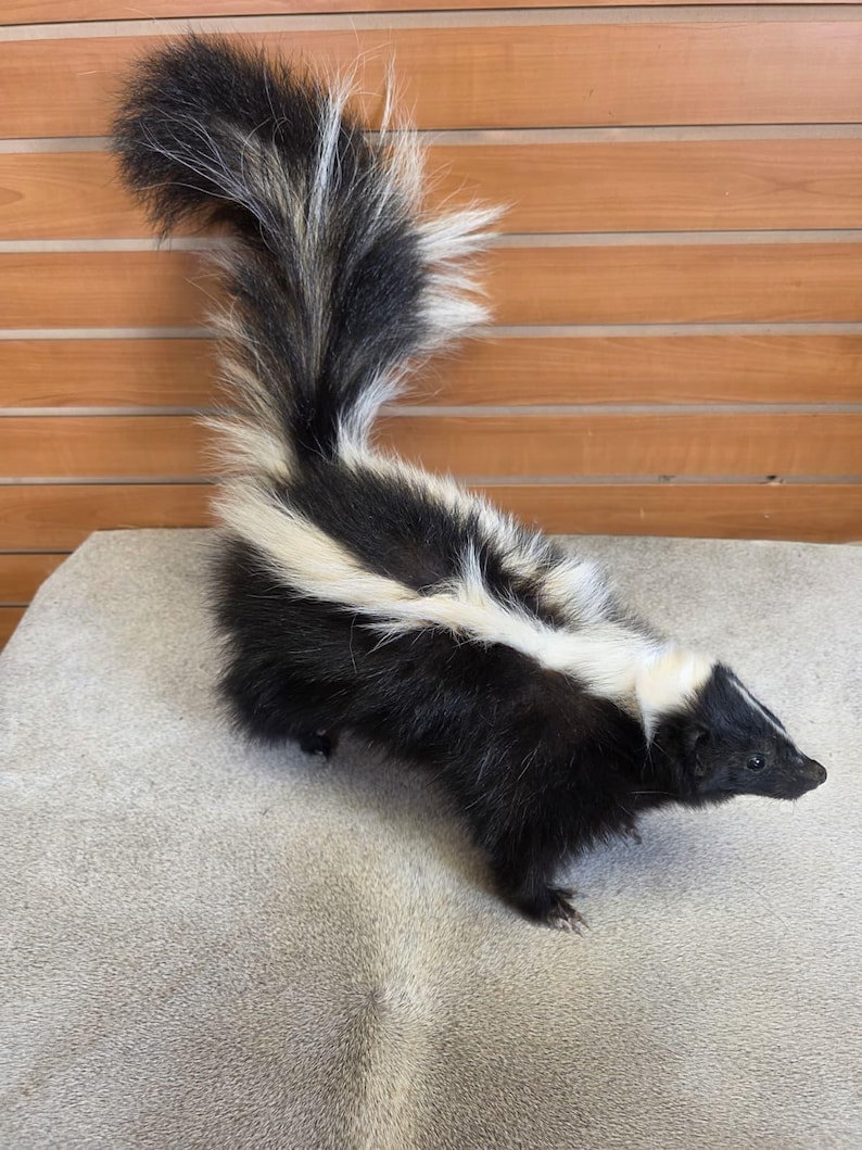 KMSK15 - Full-body Skunk Taxidermy Mount - Etsy