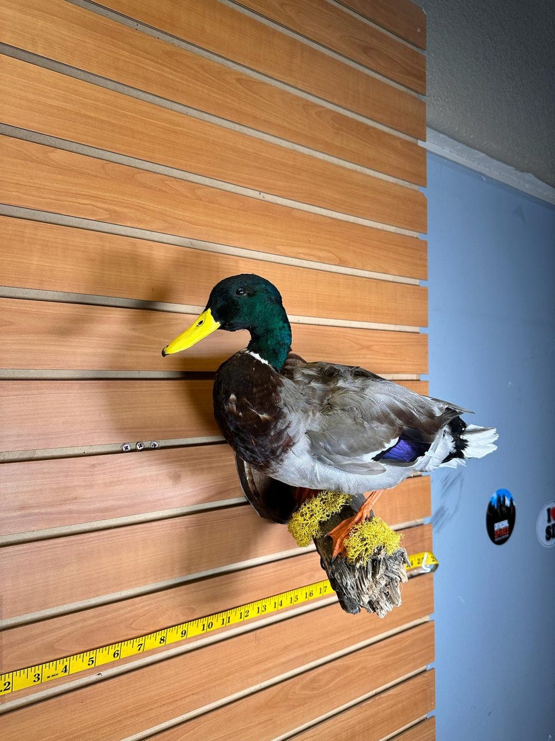 FHDUCK31- Mallard Duck Taxidermy Mount - Etsy