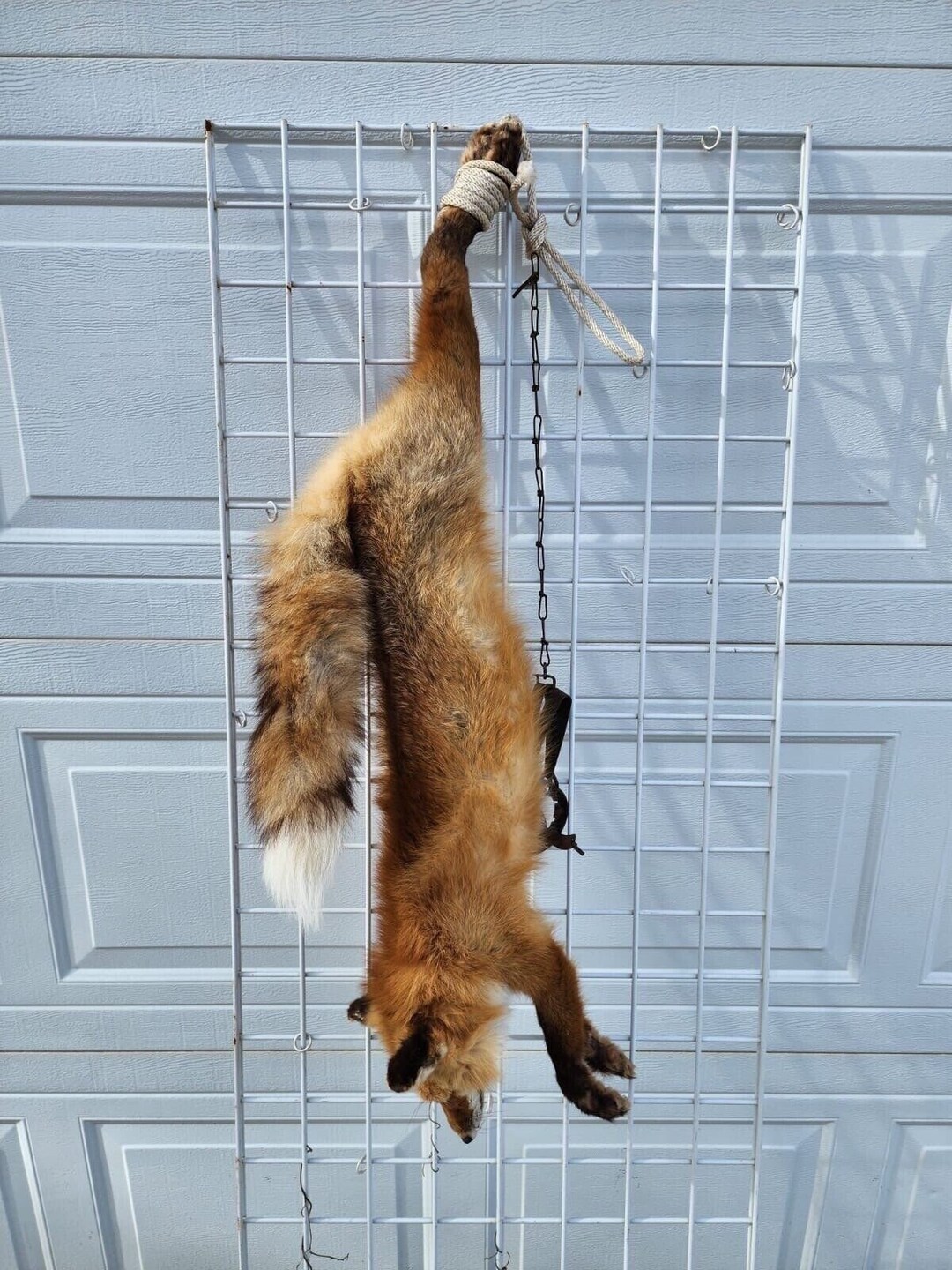Real Unique RED FOX MOUNT Taxidermy - Etsy