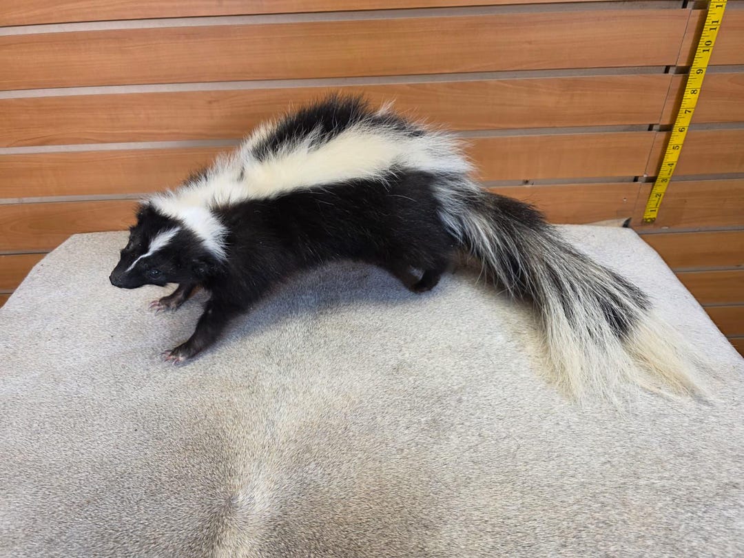 KMSK22 - Full-body Skunk Taxidermy Mount - Etsy