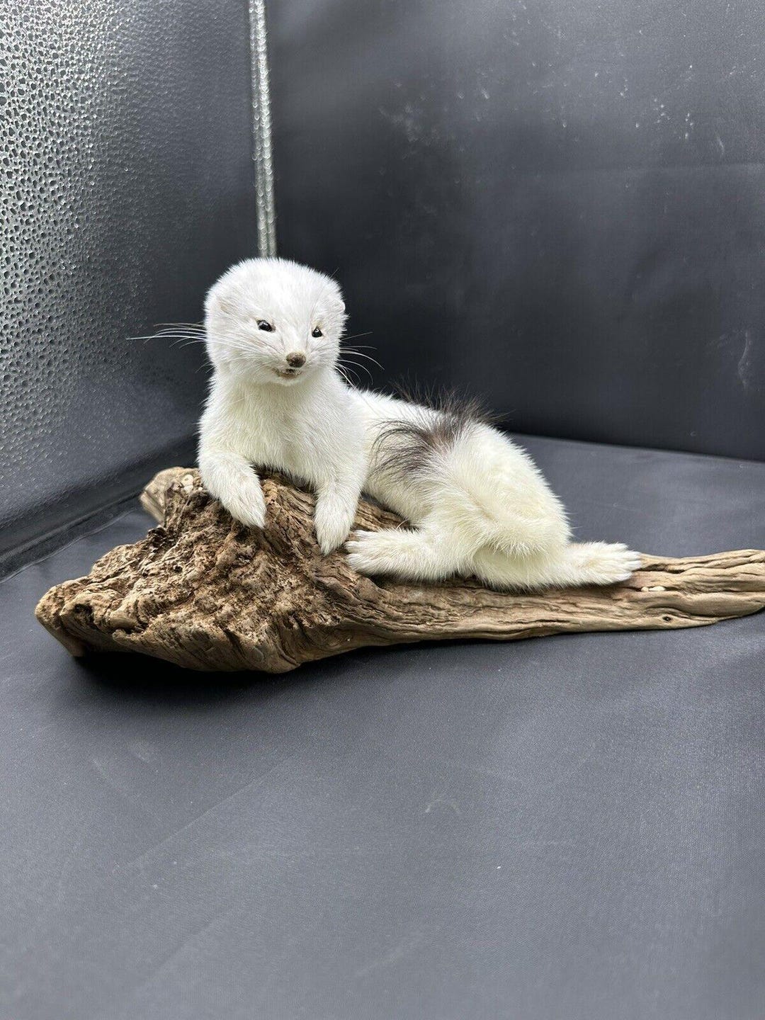 Beautiful Adorable Weasel Ermine Small Animal Taxidermy Mount Art ...