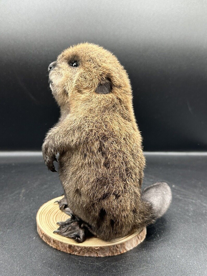 Beautiful Adorable Baby Beaver Kit Taxidermy Mount Art Wildlife 11B - Etsy