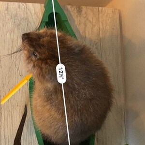 Muskrat in Canoe Taxidermy Mount for Sale - Etsy