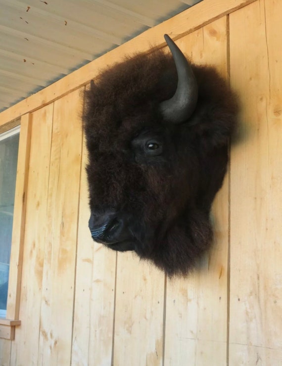 Mounted Bison Head