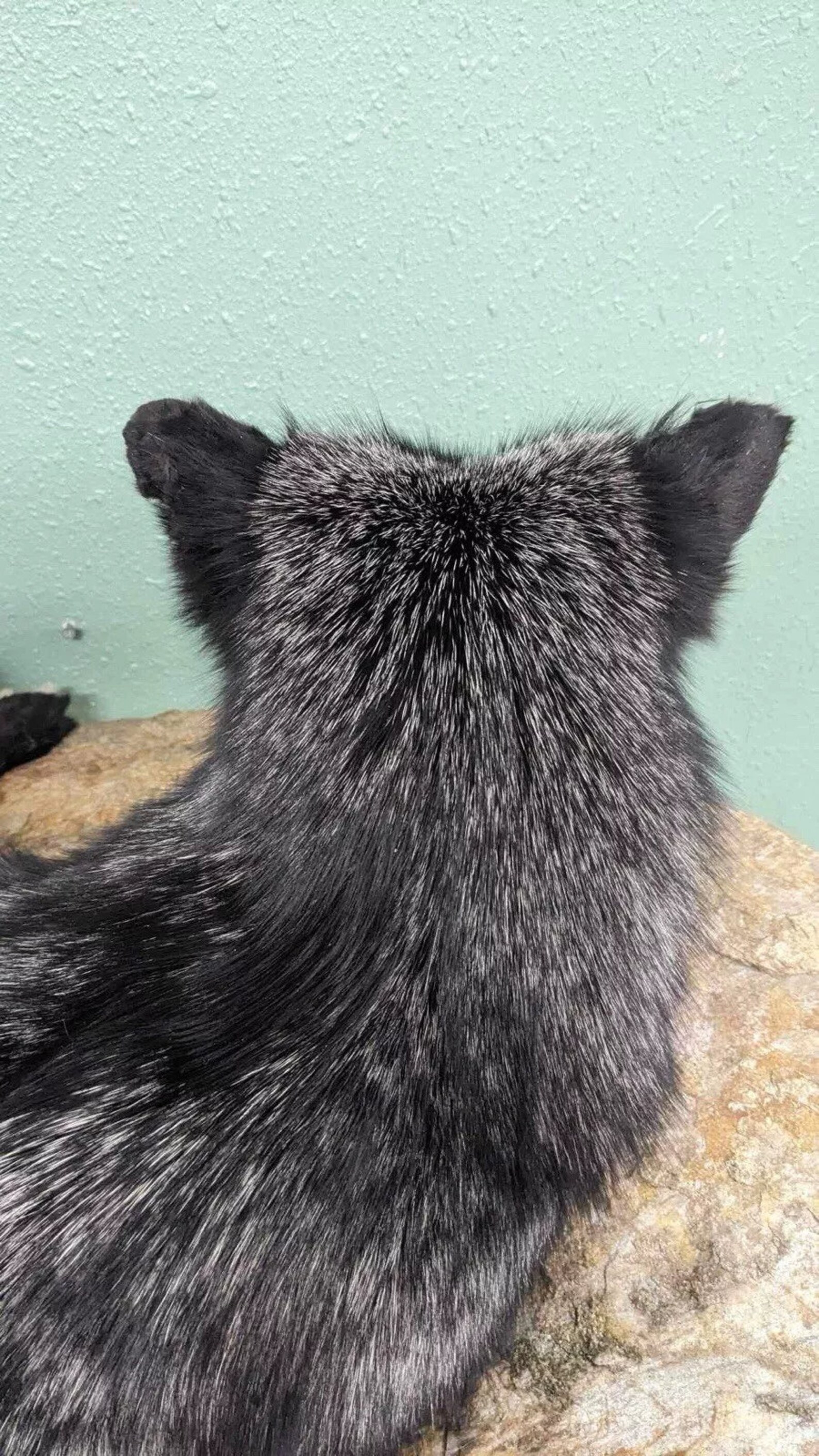 Stunning Real Cross FOX Mount Taxidermy Brand New - Etsy