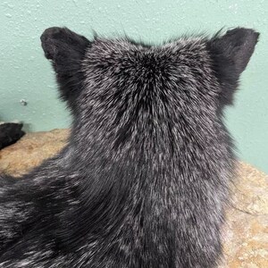 Stunning Real Cross FOX Mount Taxidermy Brand New - Etsy