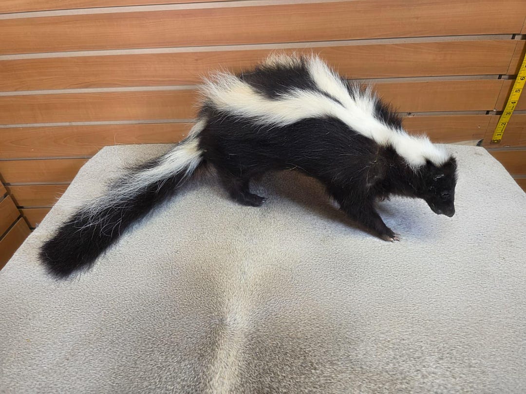 KMSK16 - Full-body Skunk Taxidermy Mount - Etsy