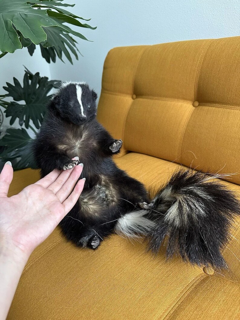 Large Prime Skunk Taxidermy Mount - Etsy