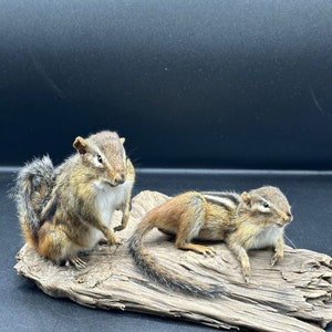 Beautiful Adorable Chipmunk Small Animal Taxidermy Mount Art Wildlife ...