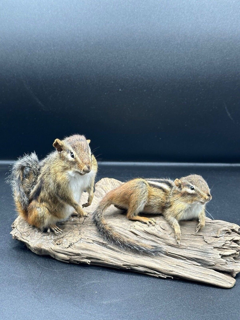 Beautiful Adorable Chipmunk Small Animal Taxidermy Mount Art Wildlife ...