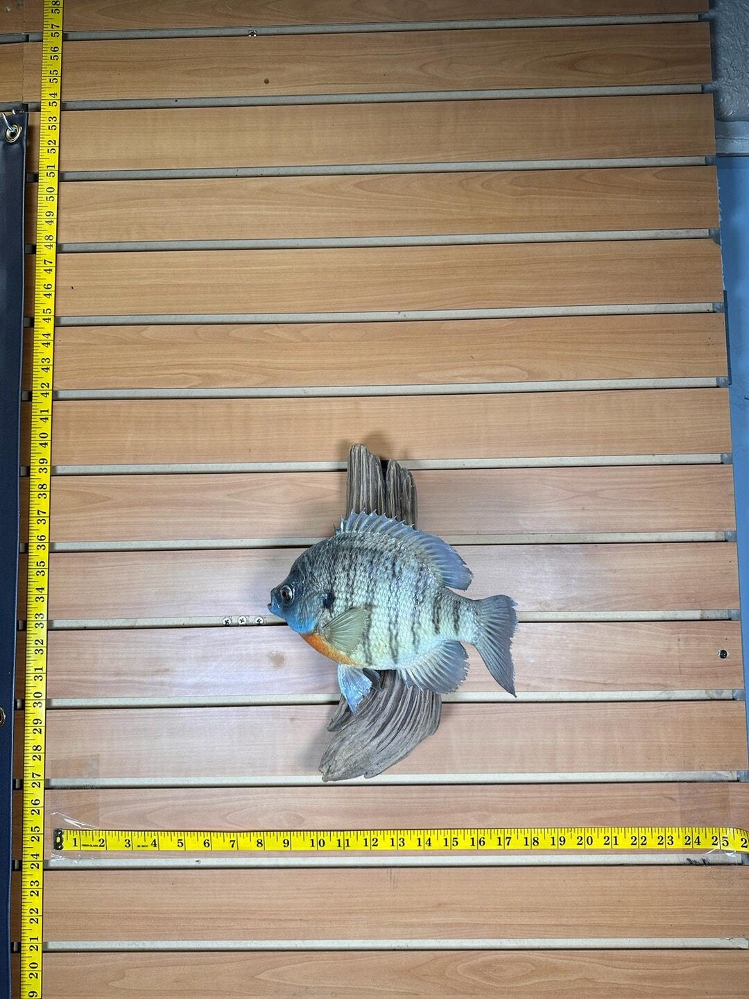 FHFISH13- Sunfish Fish Taxidermy Mount - Etsy