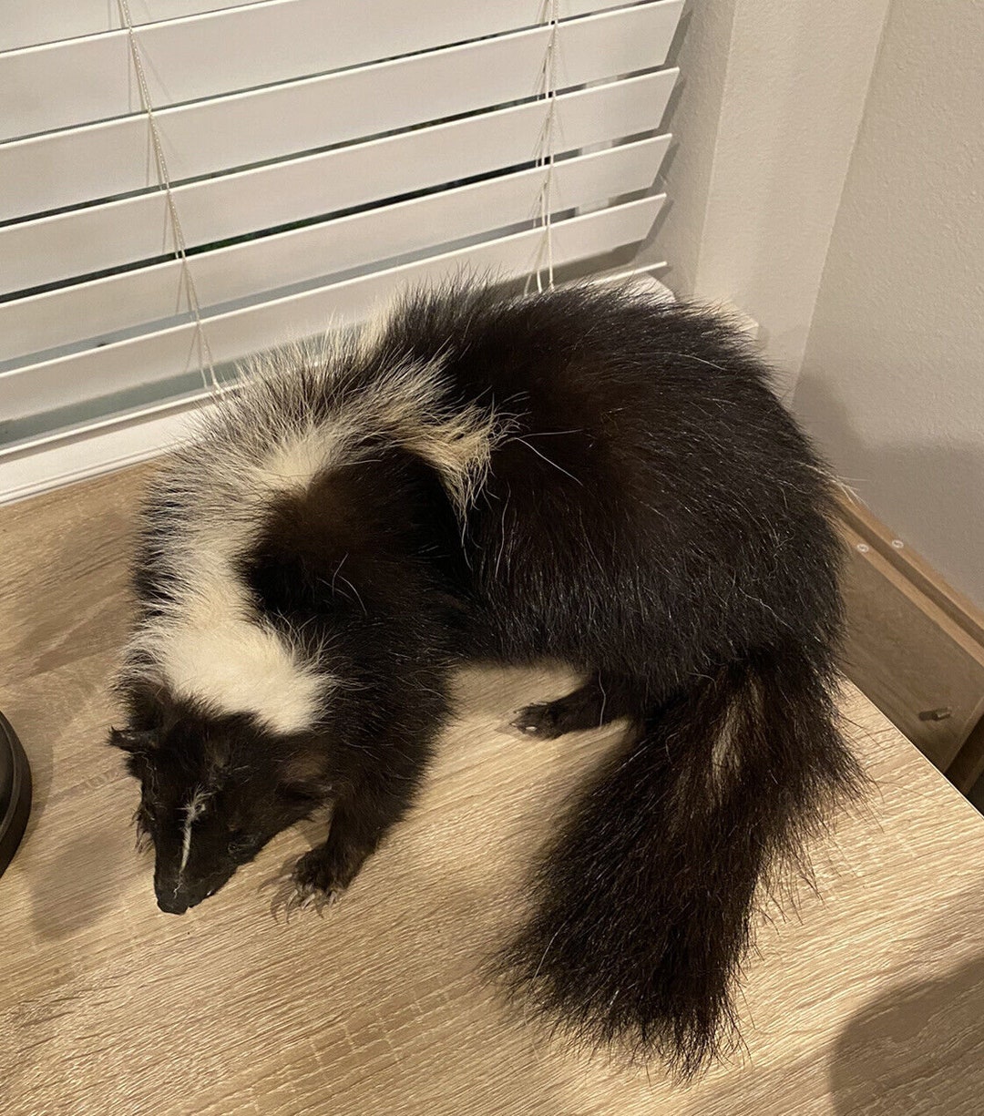 New Fluffly SKUNK Taxidermy Mount (12Z) - Etsy
