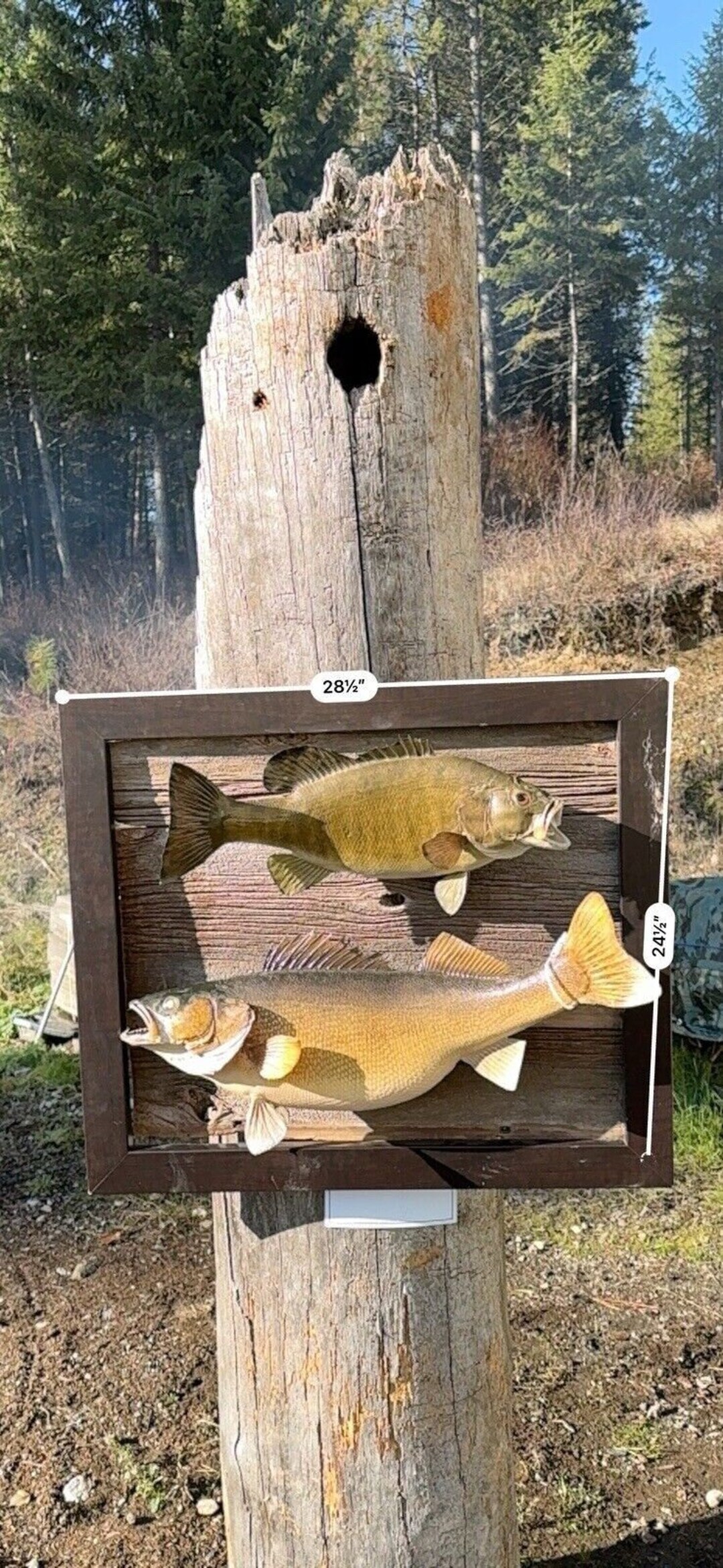 Beautiful Real Skin Large Walleye Small Bass Taxidermy Wall Mount Art ...