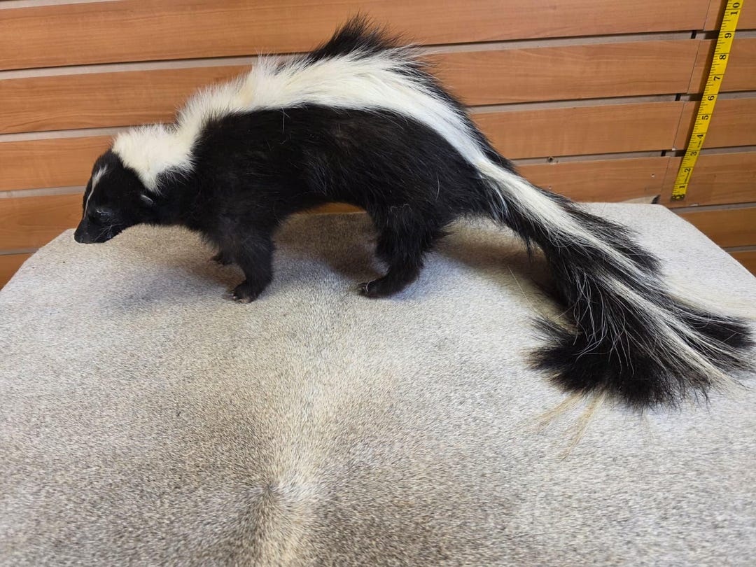 KMSK10 - Full-body Skunk Taxidermy Mount - Etsy