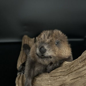Beautiful Adorable Baby Beaver Kit Taxidermy Mount Art Wildlife 20B - Etsy