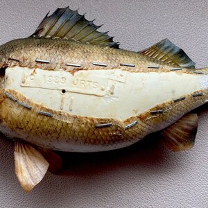 11” Perch Fish Mount - Real Skin - Etsy