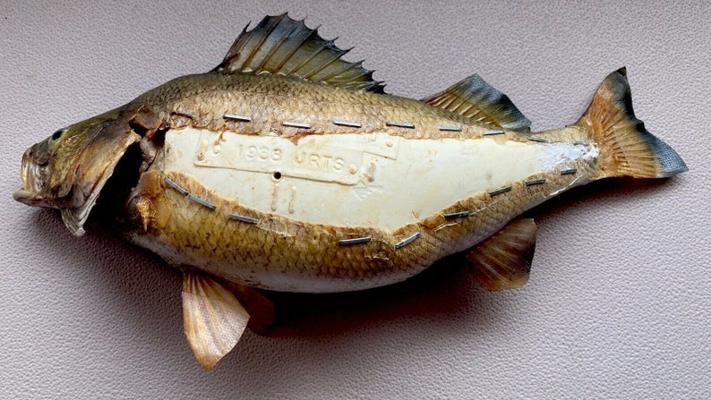11” Perch Fish Mount - Real Skin - Etsy