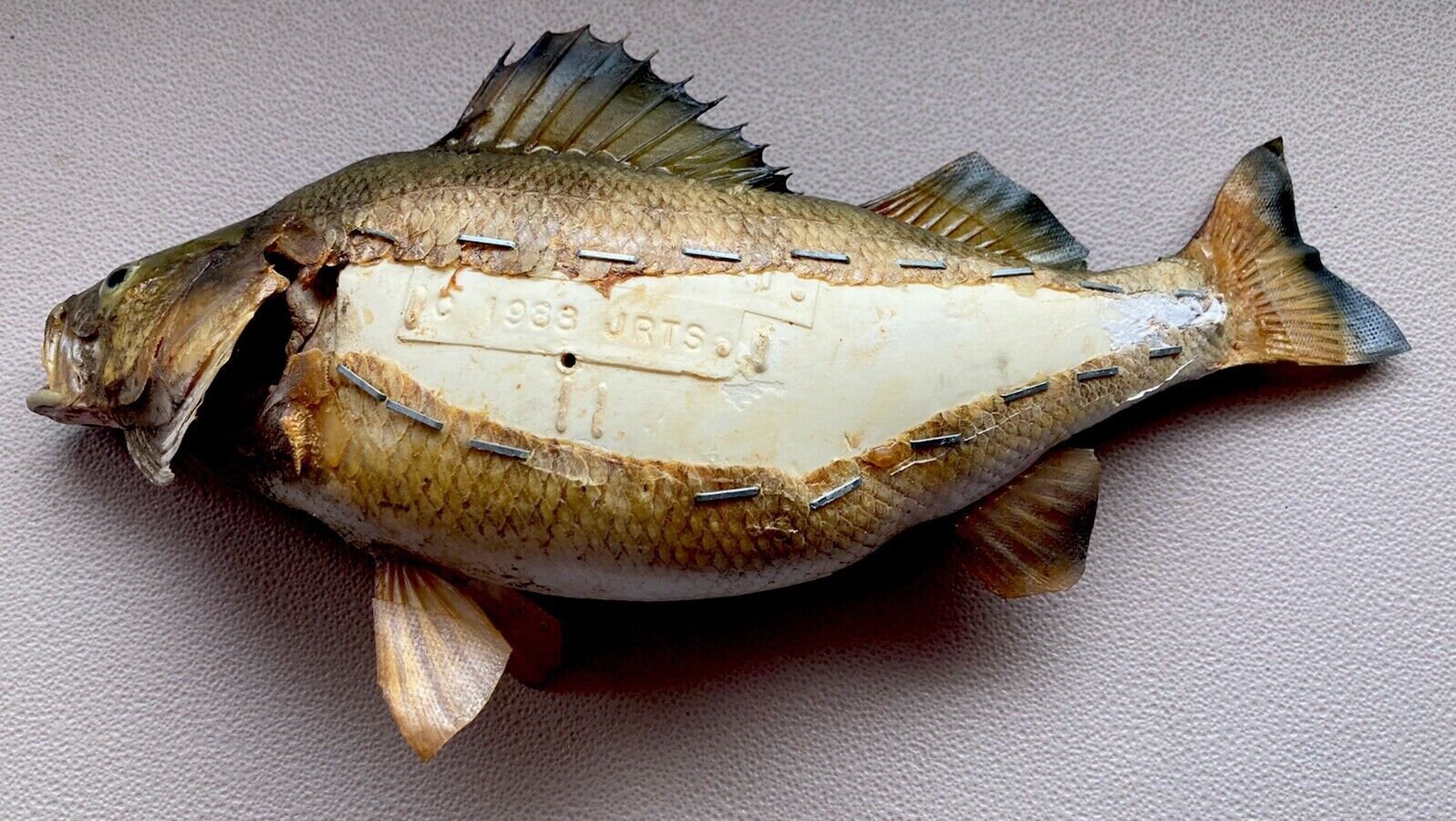 11” Perch Fish Mount - Real Skin - Etsy
