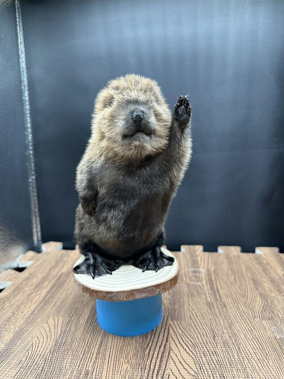 Beautiful Adorable Baby Beaver Kit Taxidermy Mount Art Wildlife 31B - Etsy