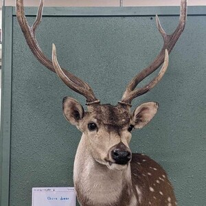 Axis Deer Real Antler Deer Taxidermy Mount - Etsy