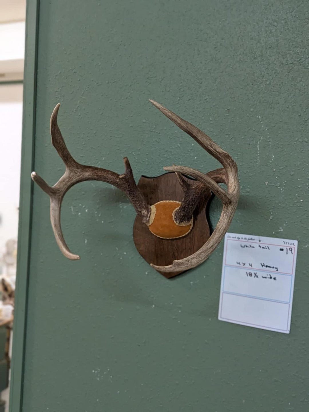 FHPAT19- 4x4 Whitetail Deer Antler Mount 18.5” Spread - Etsy