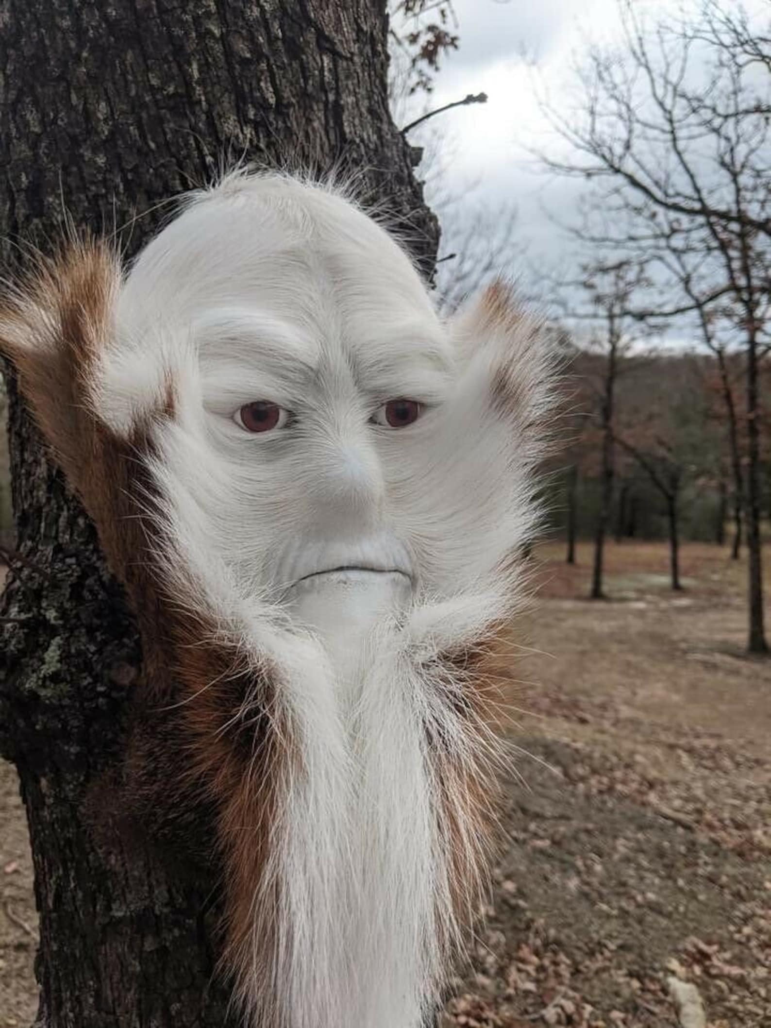 Ass-squatch / Deer Butt Taxidermy Mount. - Etsy