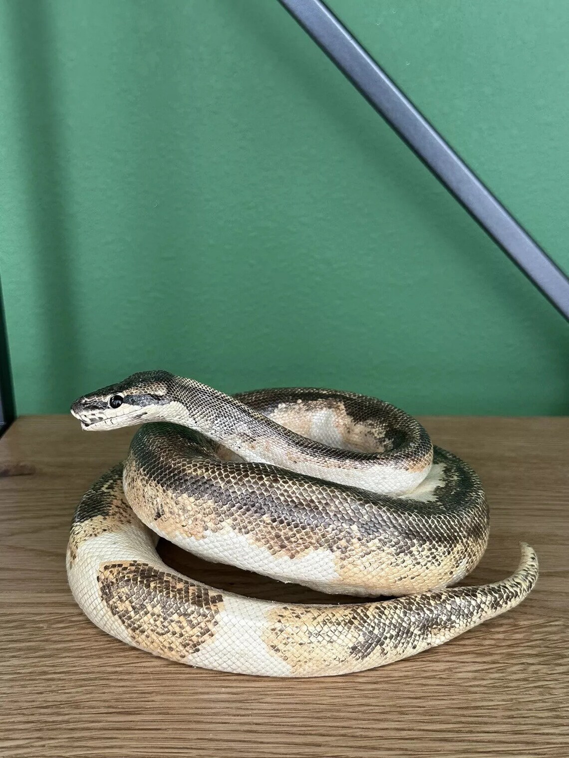 Real Python Taxidermy Mount - Etsy