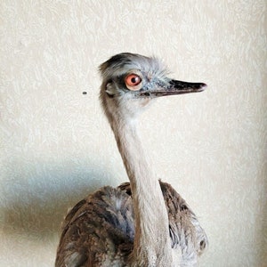 Museum Quality Ostrich Taxidermy Mount - Etsy
