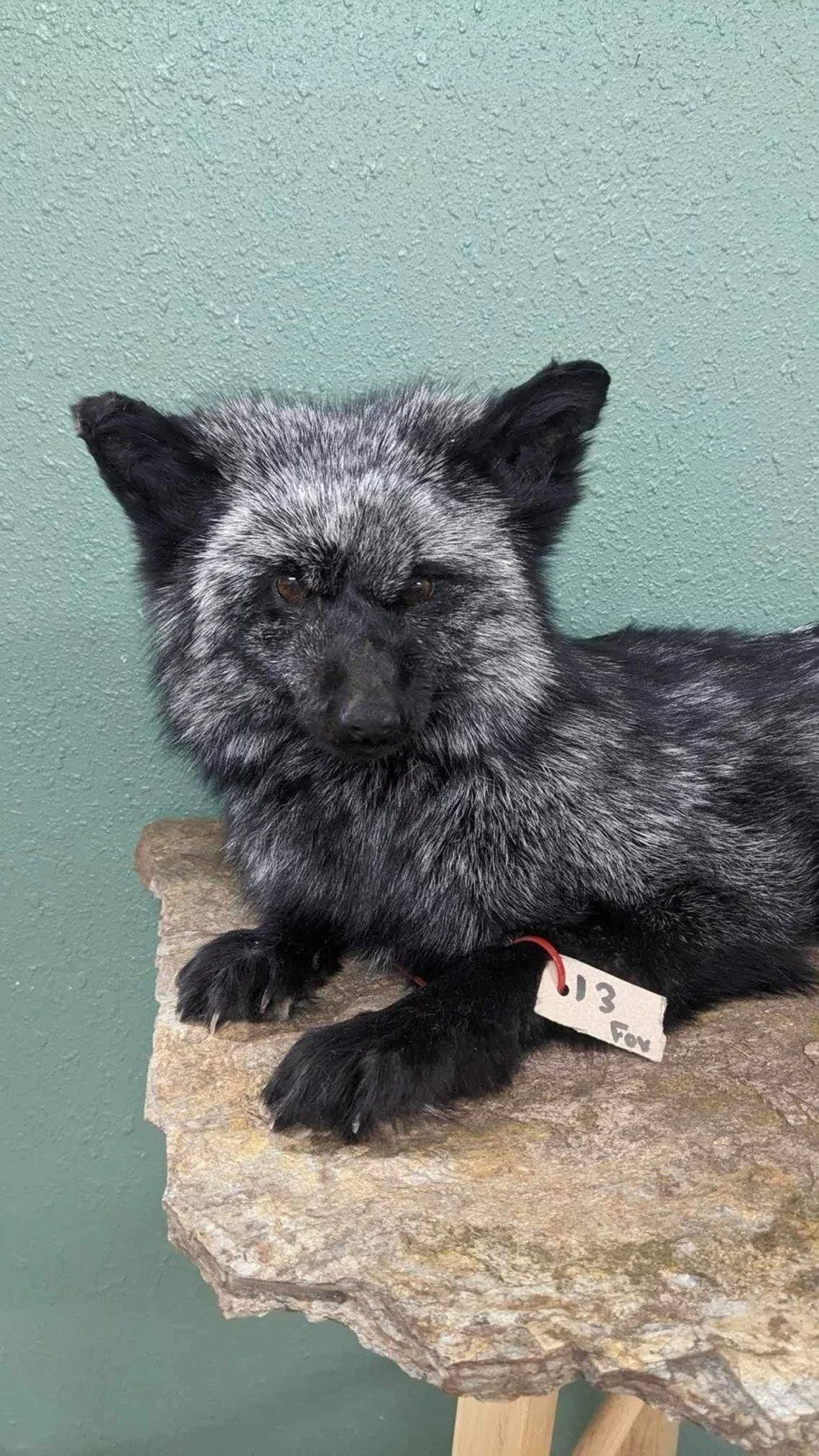 Stunning Real Cross FOX Mount Taxidermy Brand New - Etsy