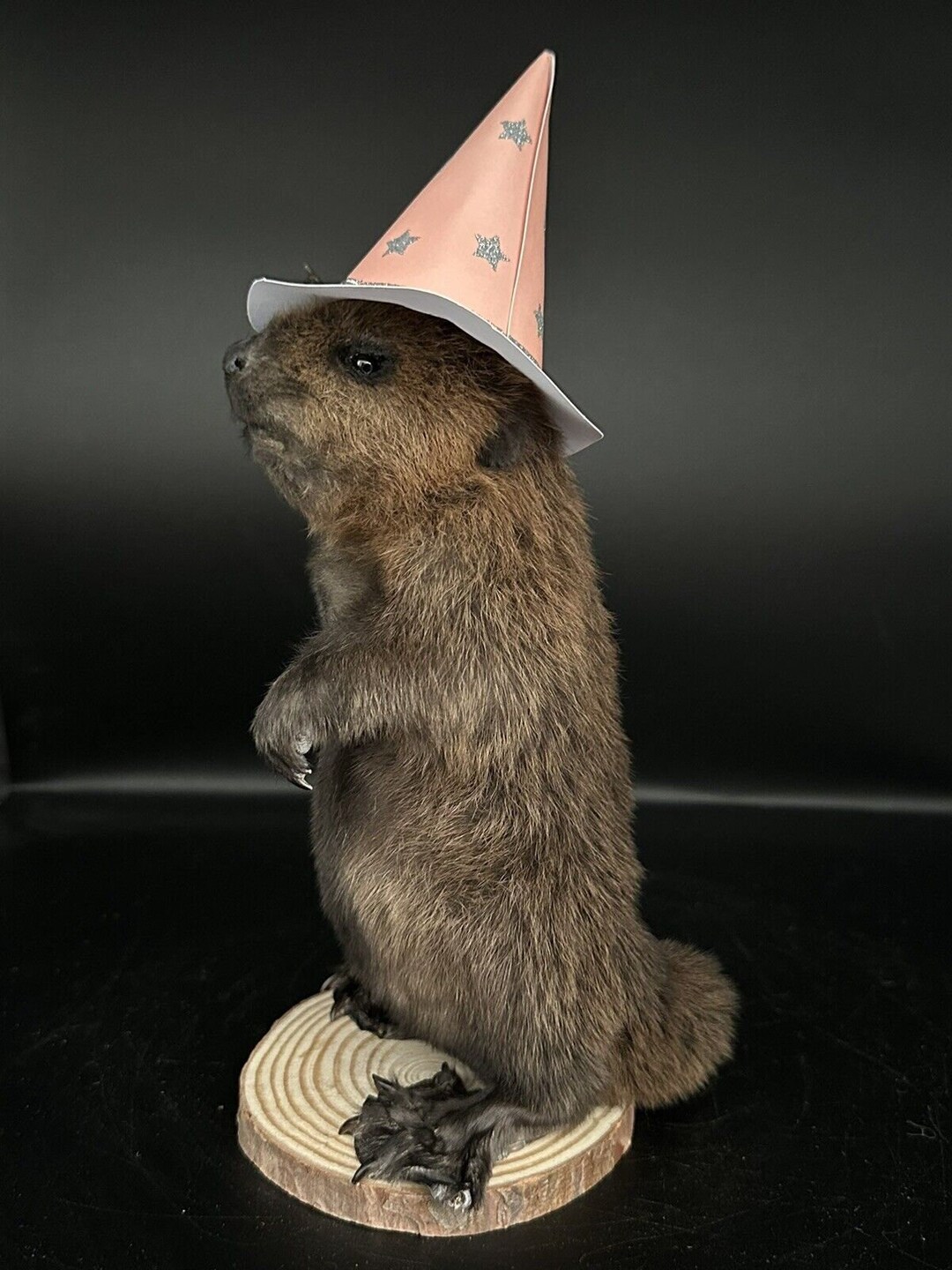 Beautiful Adorable Baby Beaver Kit Taxidermy Mount Art Wildlife 16B - Etsy